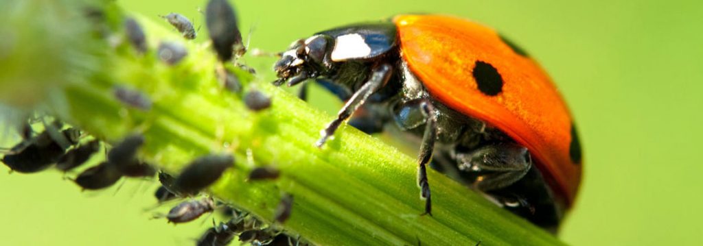 Traitement bio des différents types de pucerons